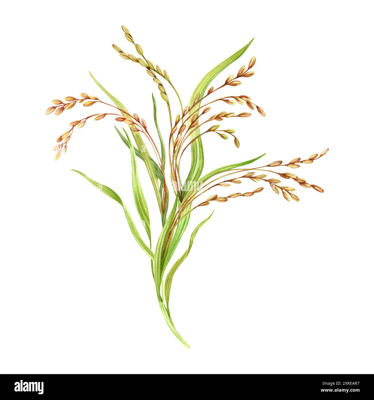 Rice grains, plant and leaves composition. Floral natural clip art of a ...