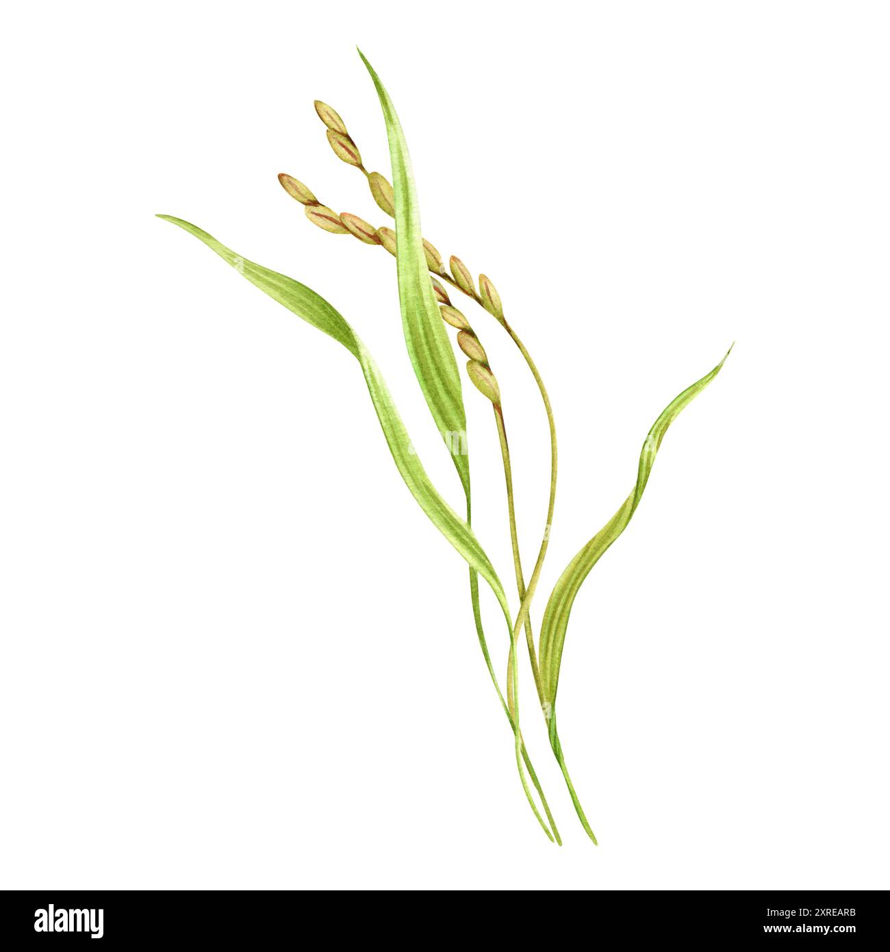 Rice grains, plant and leaves composition. Floral natural clip art of a ...