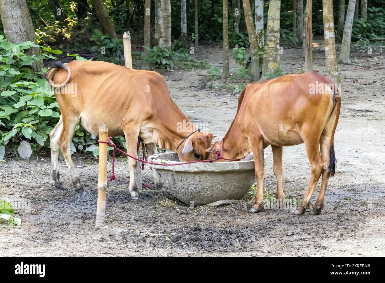 Two hungry cows are eating. Cows are reared in most villages of ...