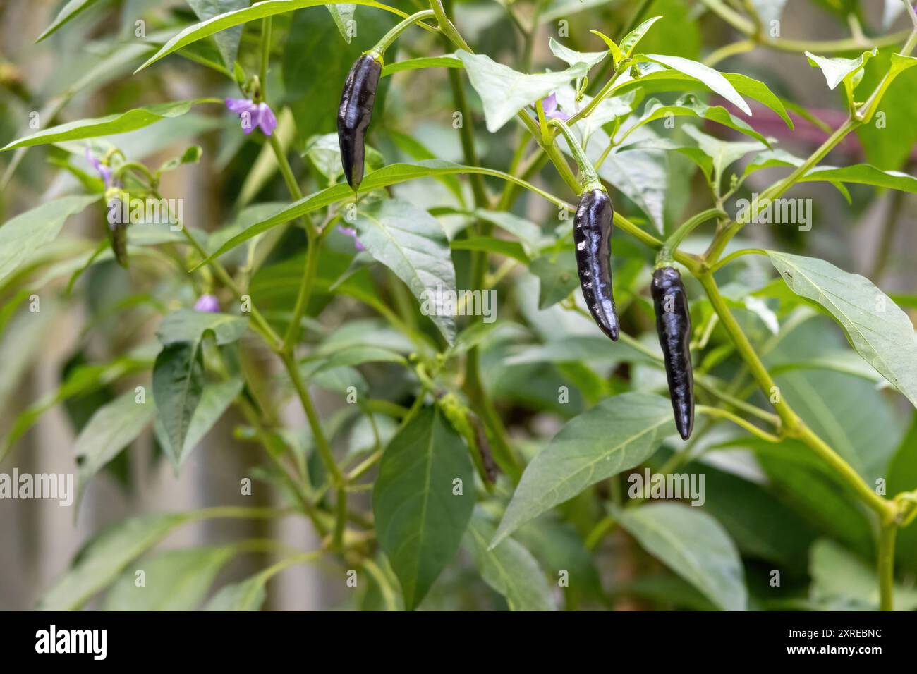 Black pepper has grown on the pepper plant planted in the village house ...
