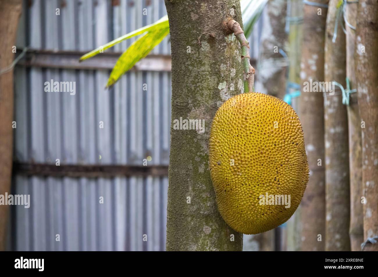 Ripe jackfruit is hanging on tree. In Bangladesh, jackfruit is known as ...