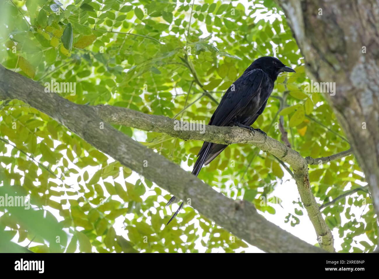 A black drongo bird is sitting on the tree branch Stock Photo - Alamy