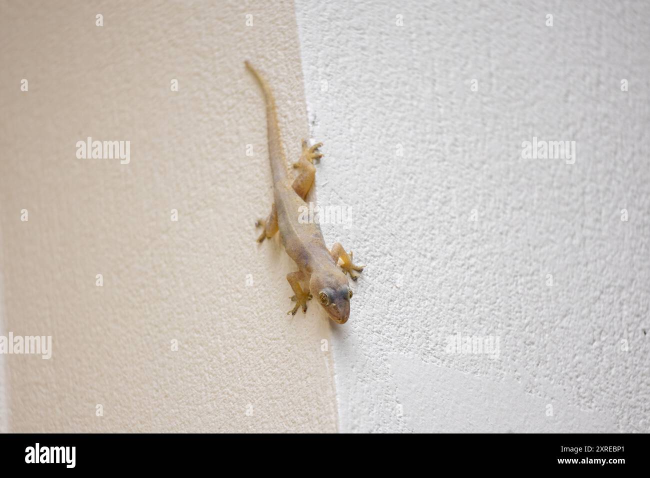 Common house lizard hi-res stock photography and images - Alamy