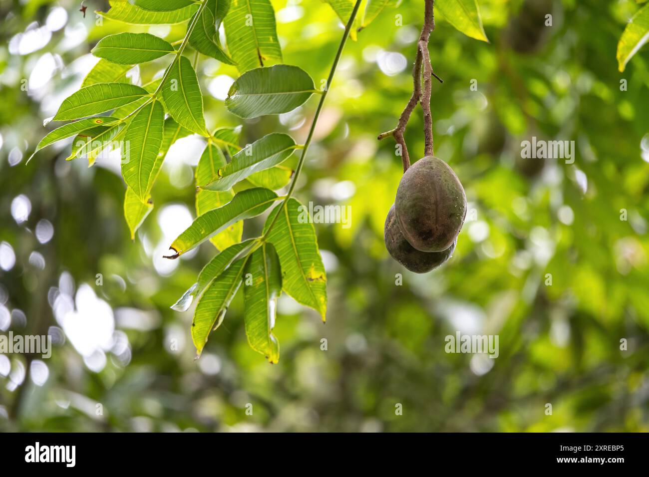 Two hog plum (Spondias mombin) hanging on tree branch. It is also known ...