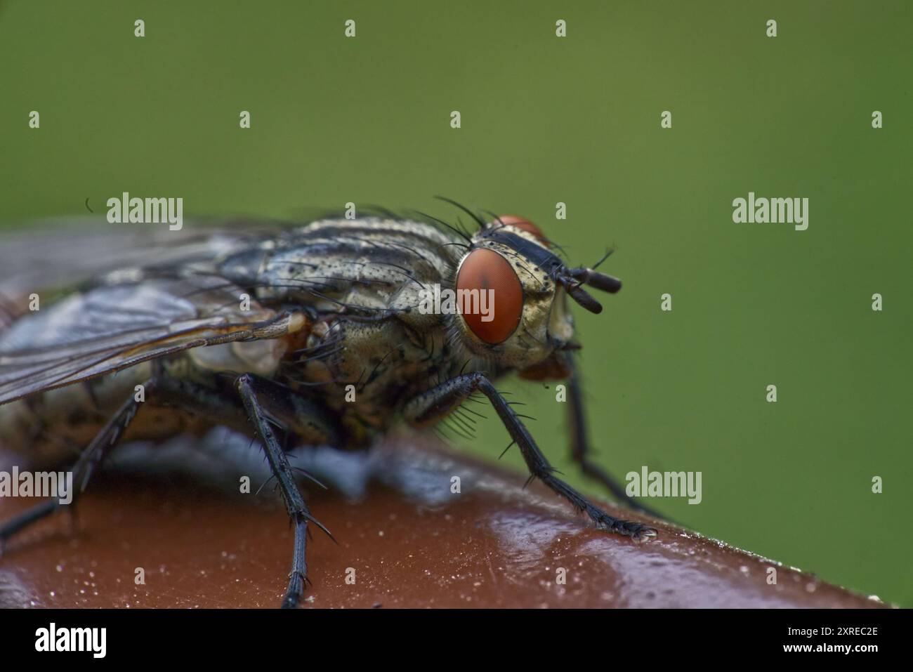 Close up fly wings legs hi-res stock photography and images - Alamy