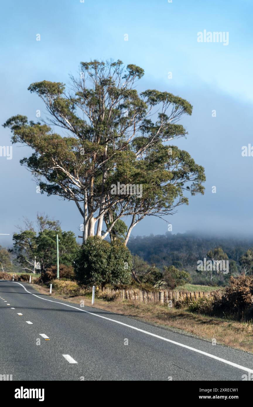 Mist hangs in the background on an autumn morning with a Tasmanian blue ...