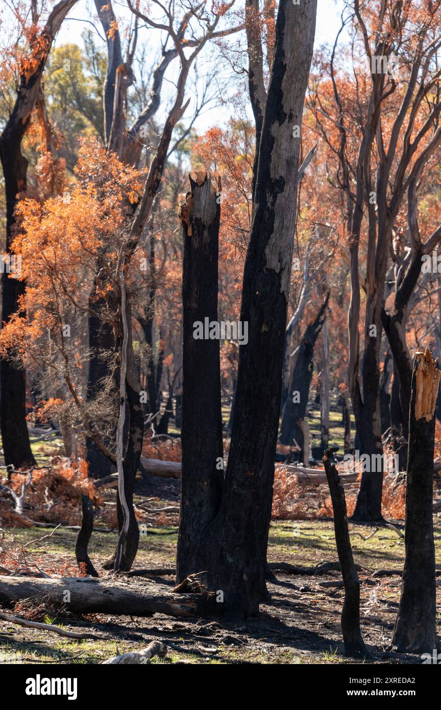 A woodland of partially burnt European beech trees caused by a bush ...