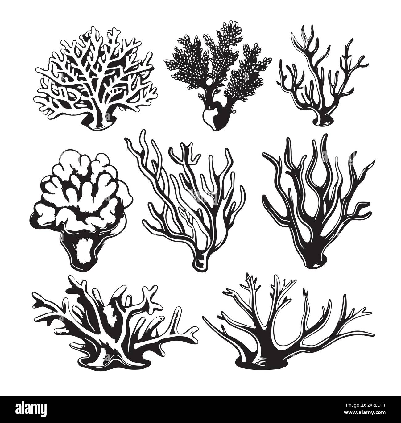Vector illustrations of corals. Collection of drawn sea polyps on white ...