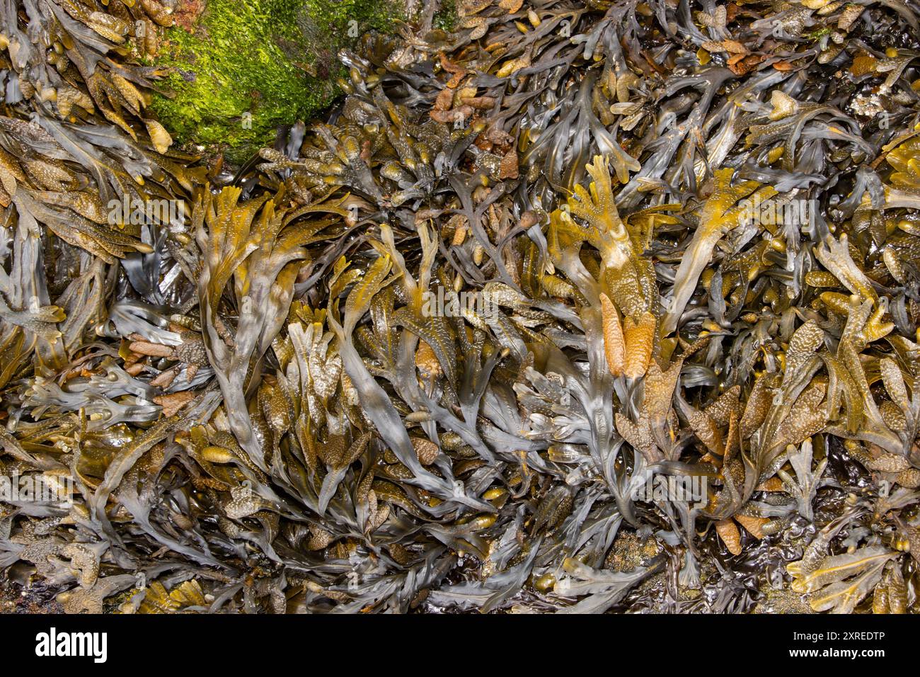 Specialising in the inter-tidal zone, Bladderwrack seaweed is a marine ...
