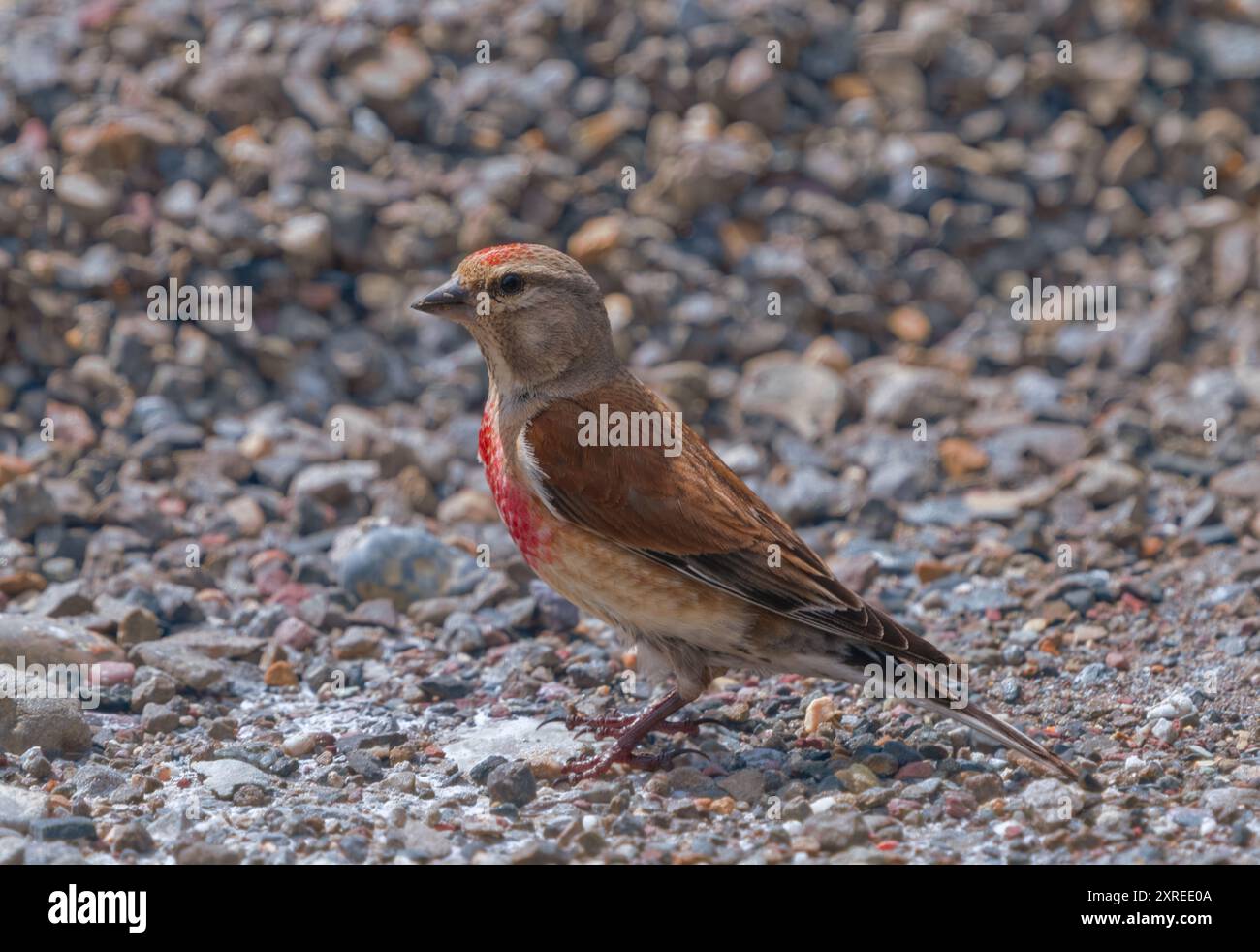 The common linnet is a svelte bird that from its fondness for flax ...