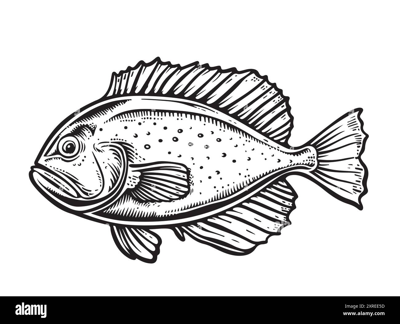 Sole fish engraving hi-res stock photography and images - Alamy