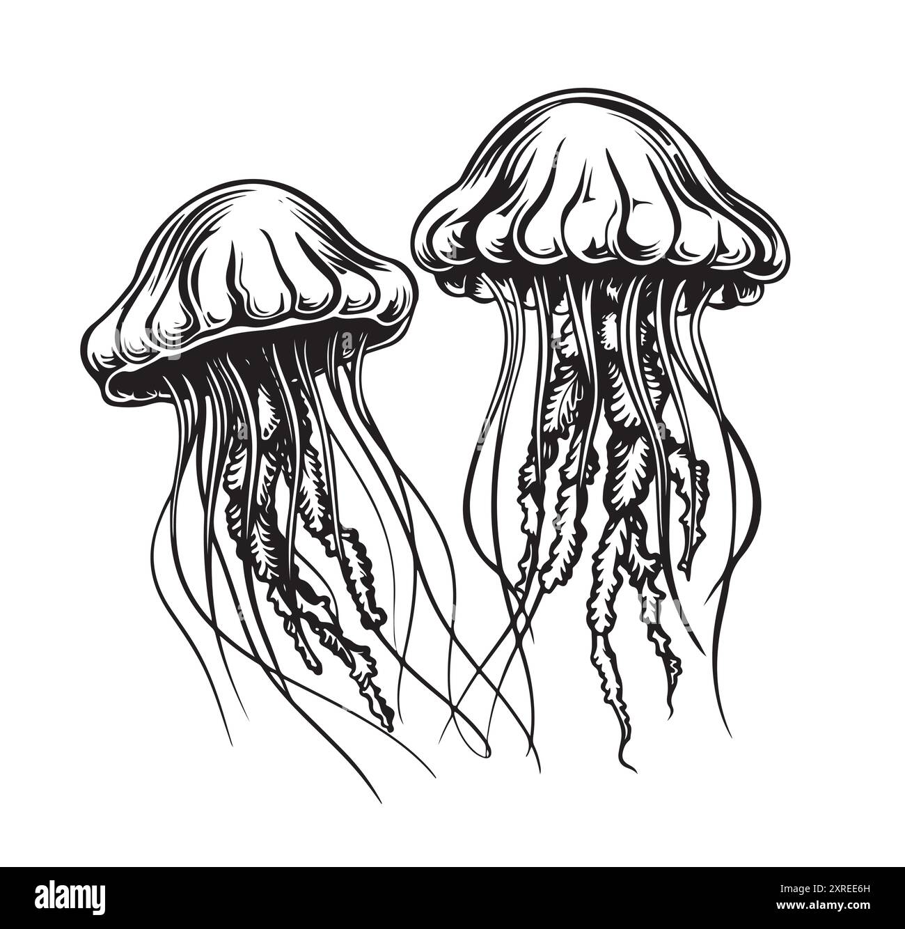 Jellyfish. Vector hand drawn illustration of Jelly Fish on isolated ...