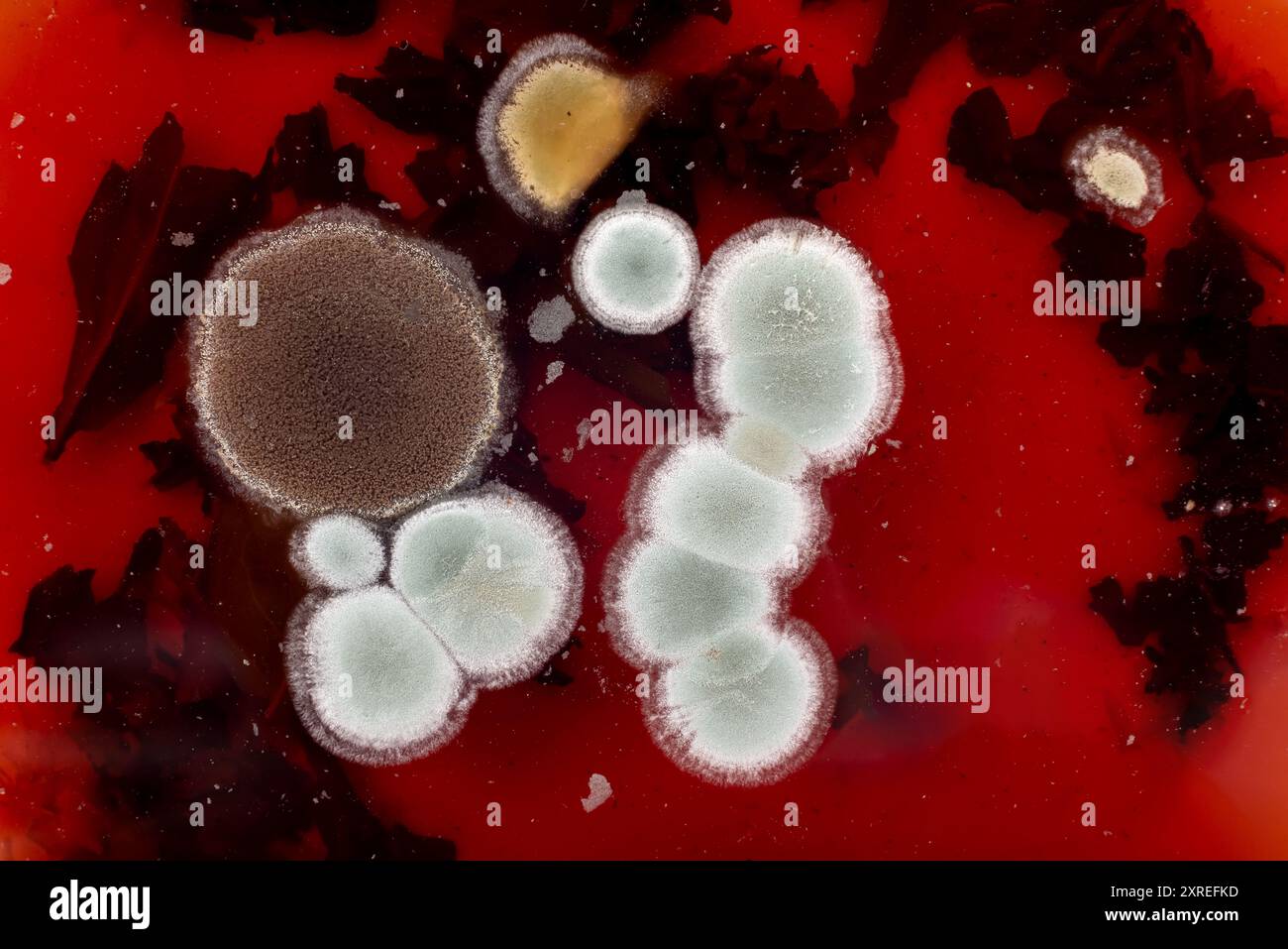 Colonies of mold and fungus on a red background. Mold in tea Stock ...