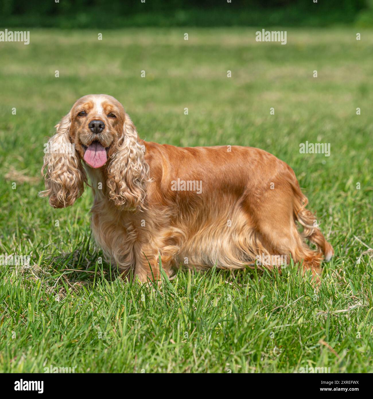 english cocker spanie, goldenl Stock Photo - Alamy
