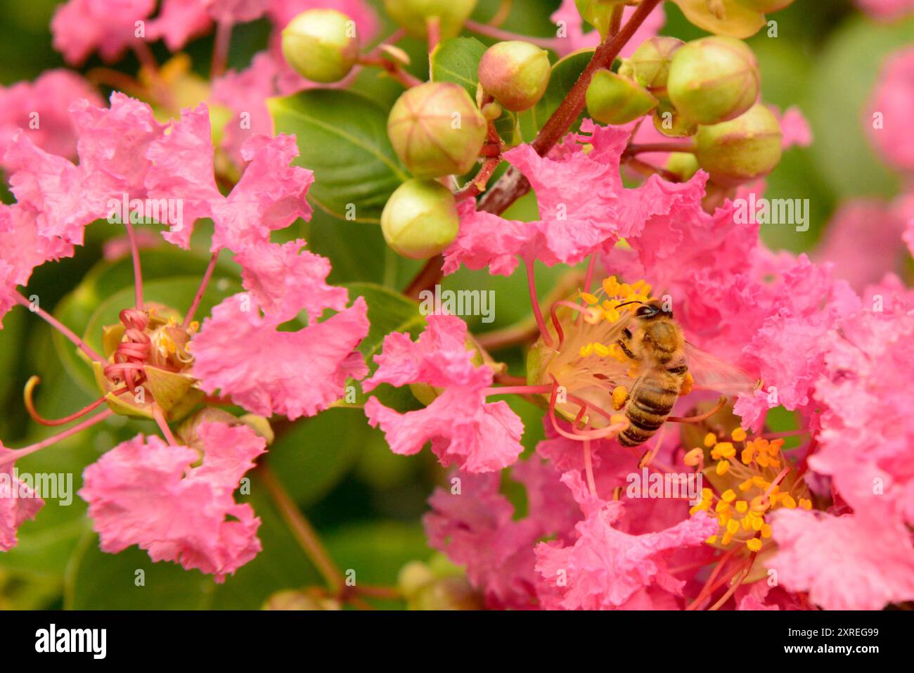 Honey bee collecting pollen on Queen's Crape Myrtle pink flowering ...
