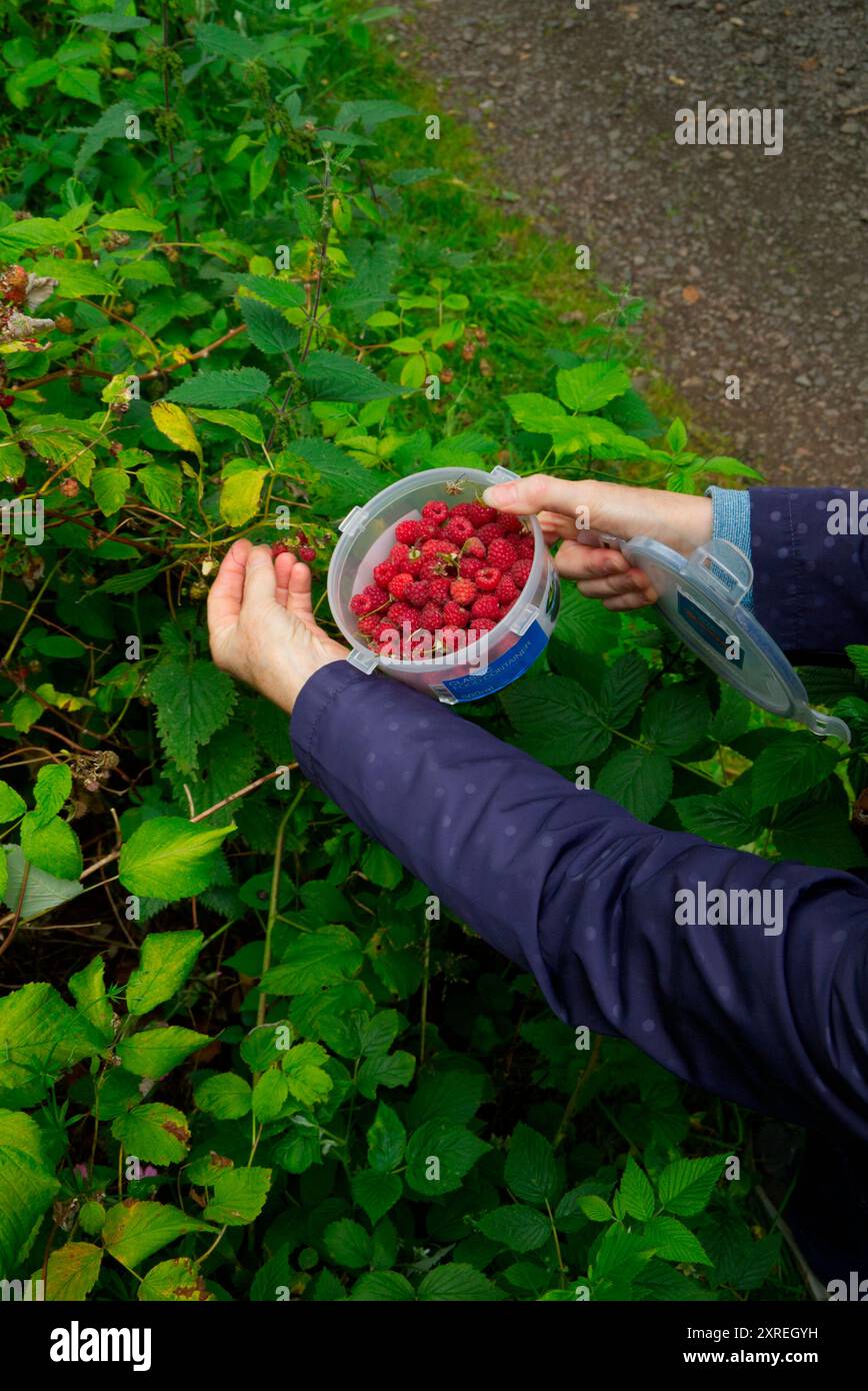 Wild raspberries hi-res stock photography and images - Alamy