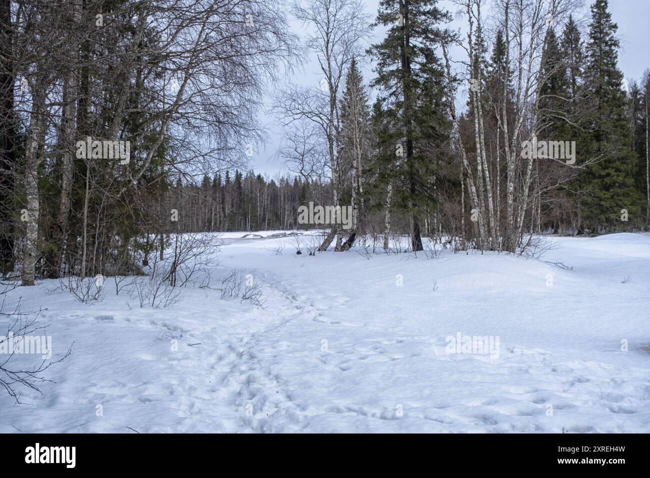 Winter landscape with snow and ice in Finland, Lapland Stock Photo - Alamy