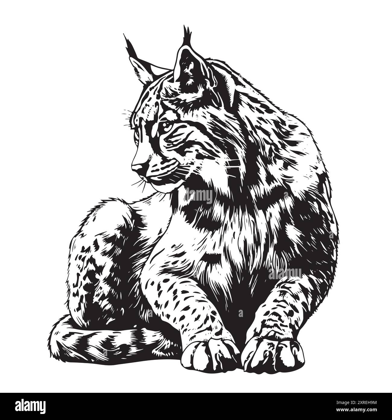 Lynx. Sketch, drawn, graphic portrait of a lynx on a white background ...