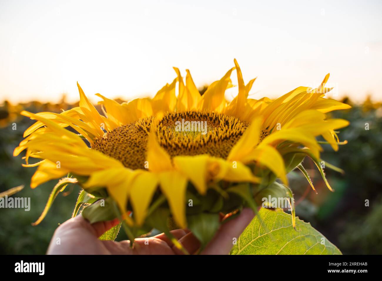 Man's hand holding head of blooming sunflower Stock Photo - Alamy