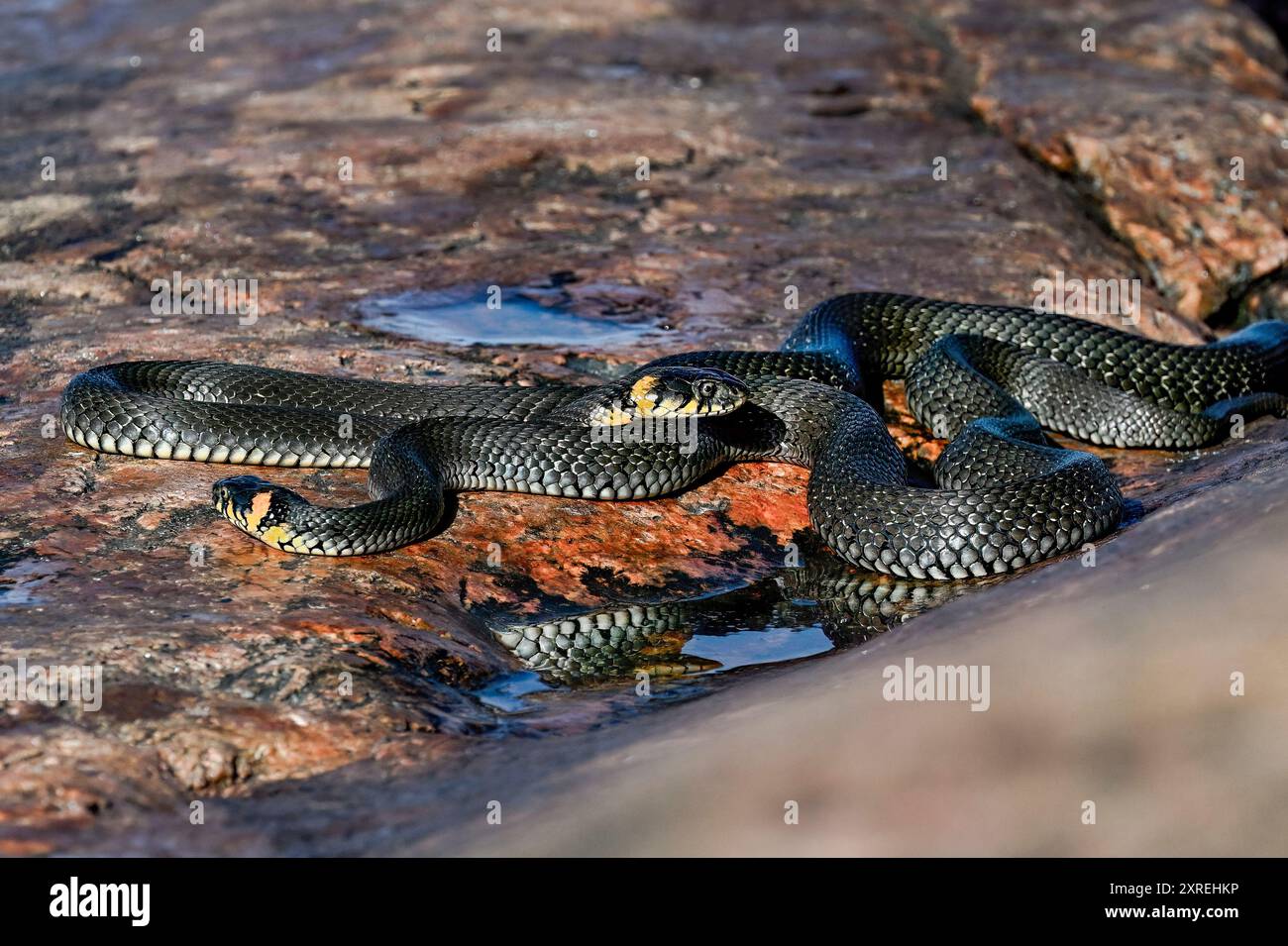Sea snakes group hi-res stock photography and images - Alamy