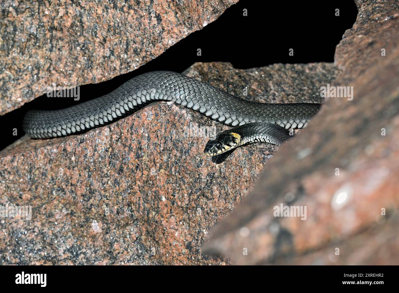 Grass snake basking in the rock crevise Stock Photo - Alamy