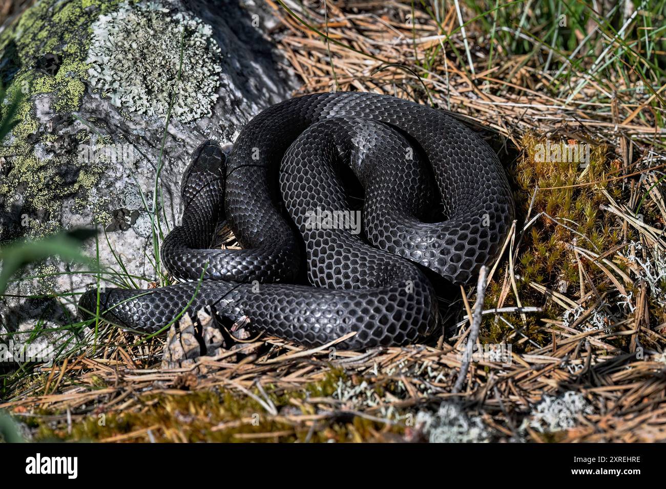 Grass snake with new fresh skin Stock Photo - Alamy