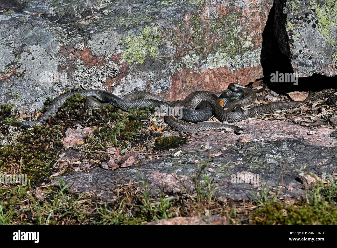 Grass snakes meeting in morning Stock Photo - Alamy