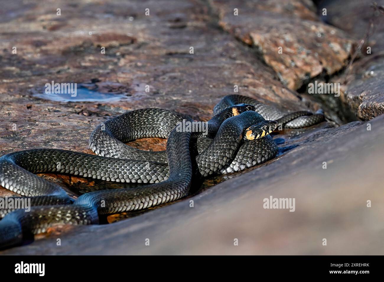 Snake friendly habitat hi-res stock photography and images - Alamy