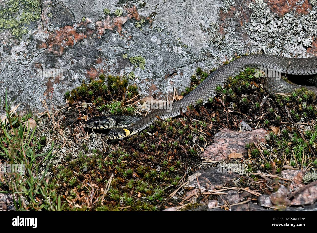 Grass snakes meeting in morning Stock Photo - Alamy