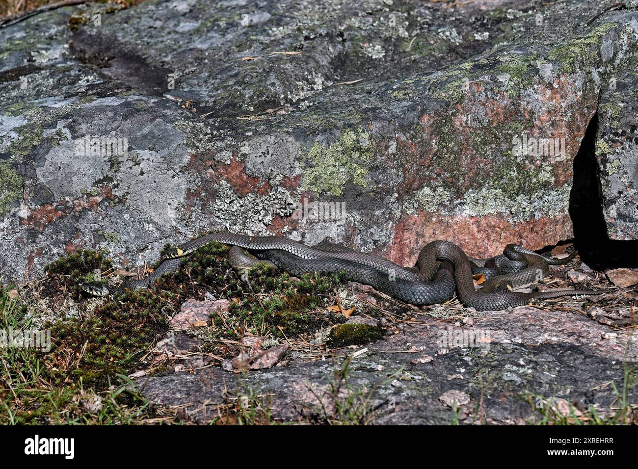 Snake friendly habitat hi-res stock photography and images - Alamy