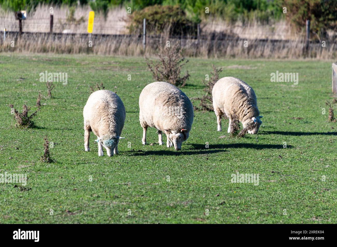 A flock of Saxon/ Merinos sheep famed for its wool, in one of the ...