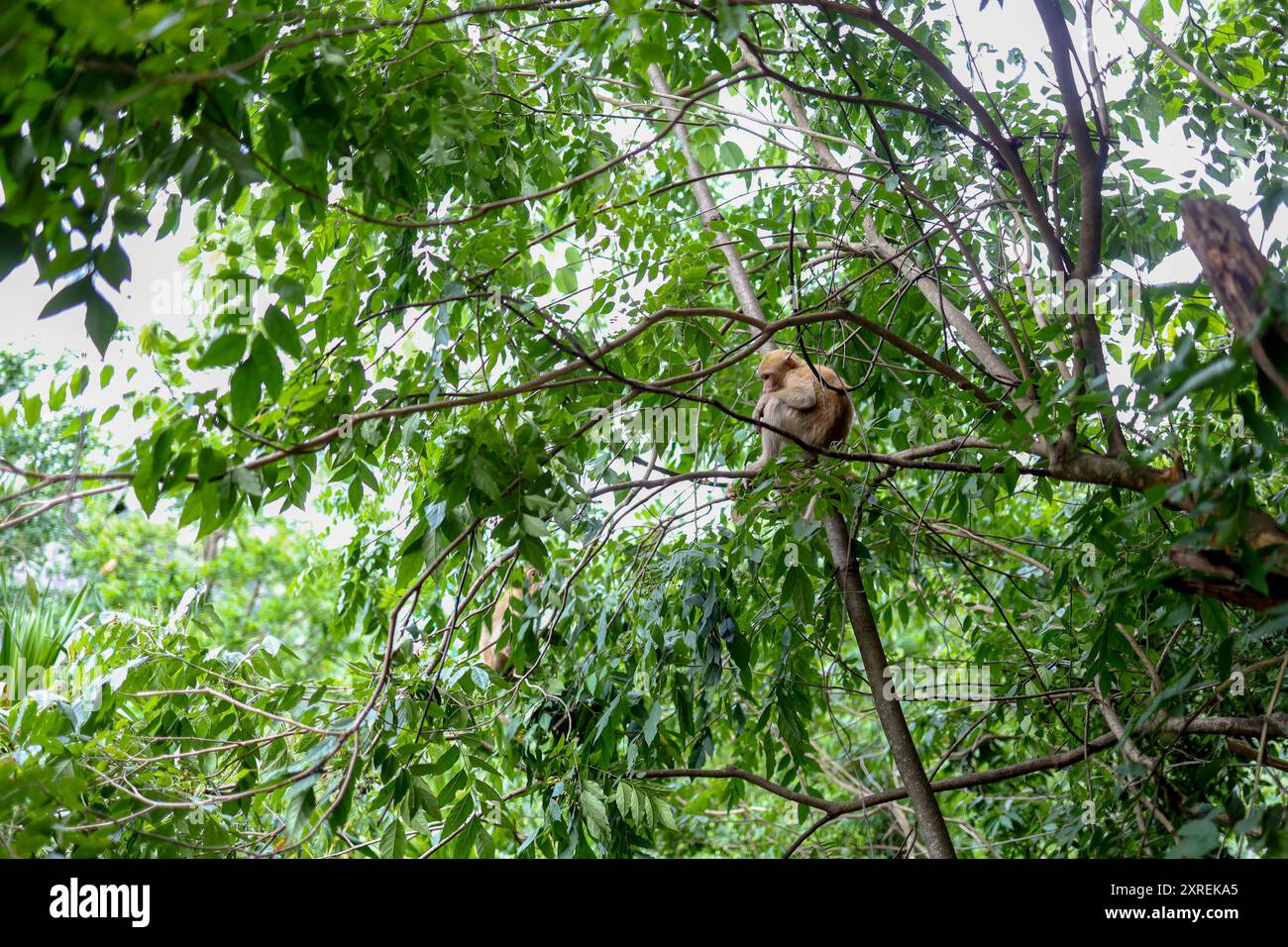 Baby monkey wild cartoon hi-res stock photography and images - Alamy