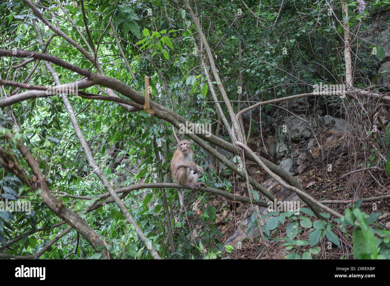 Tropical rainforest monkeys cartoon hi-res stock photography and images ...