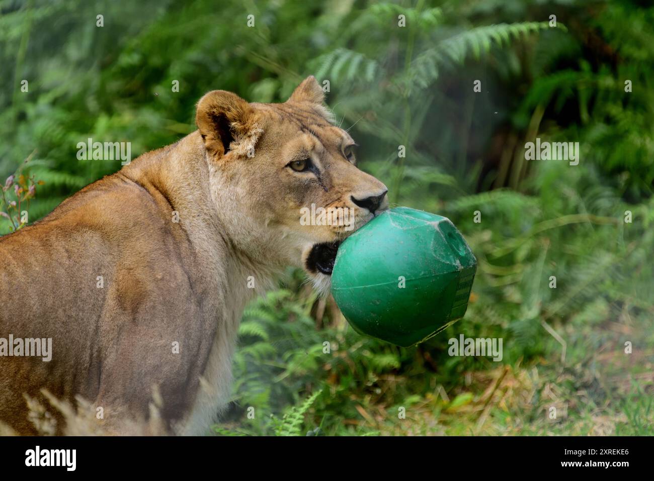 A female African lion with a toy in her mouth at Dartmoor Zoo Park ...