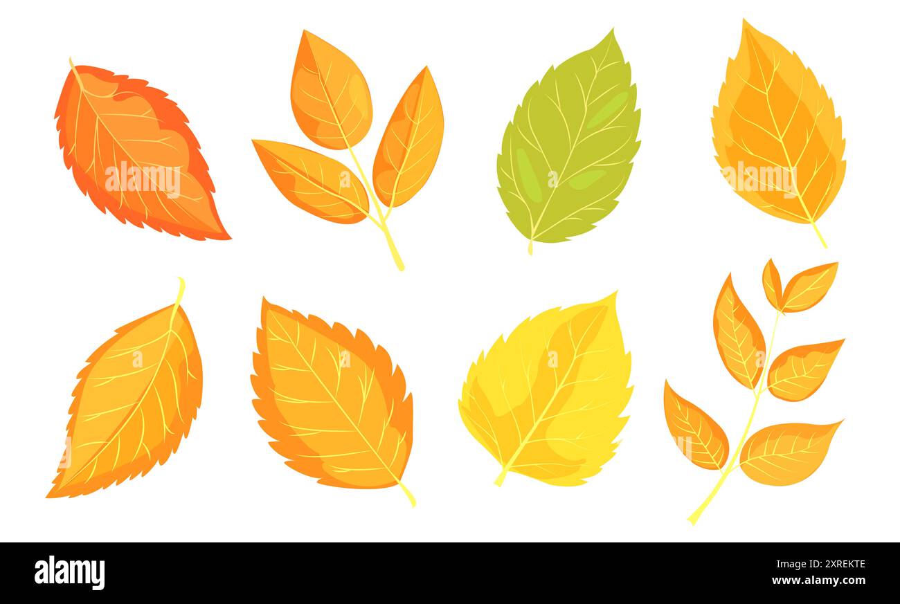 Various colorful autumn leaves in different shapes, illustrated in a ...