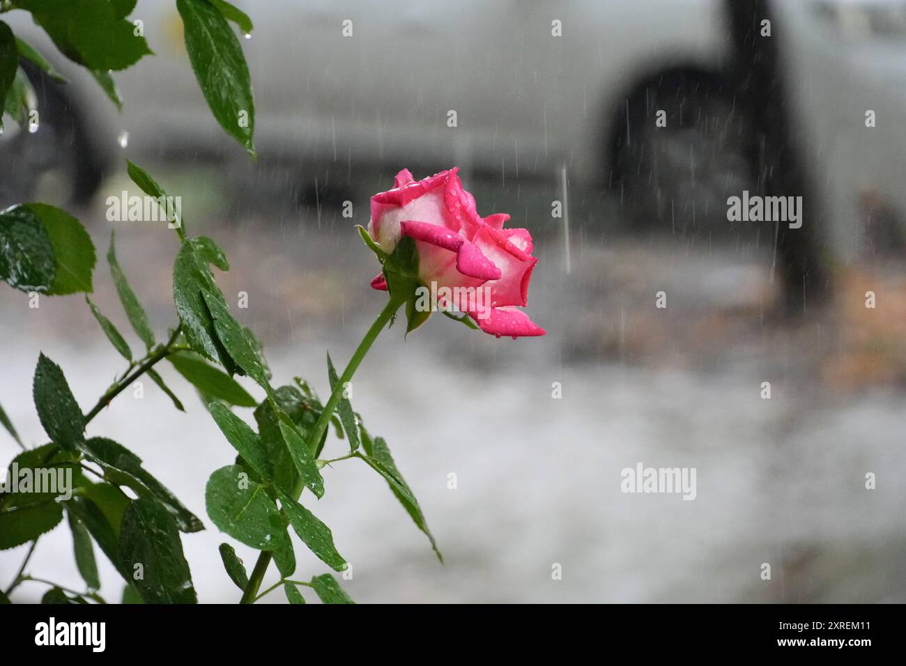 Rainy roses hi-res stock photography and images - Alamy