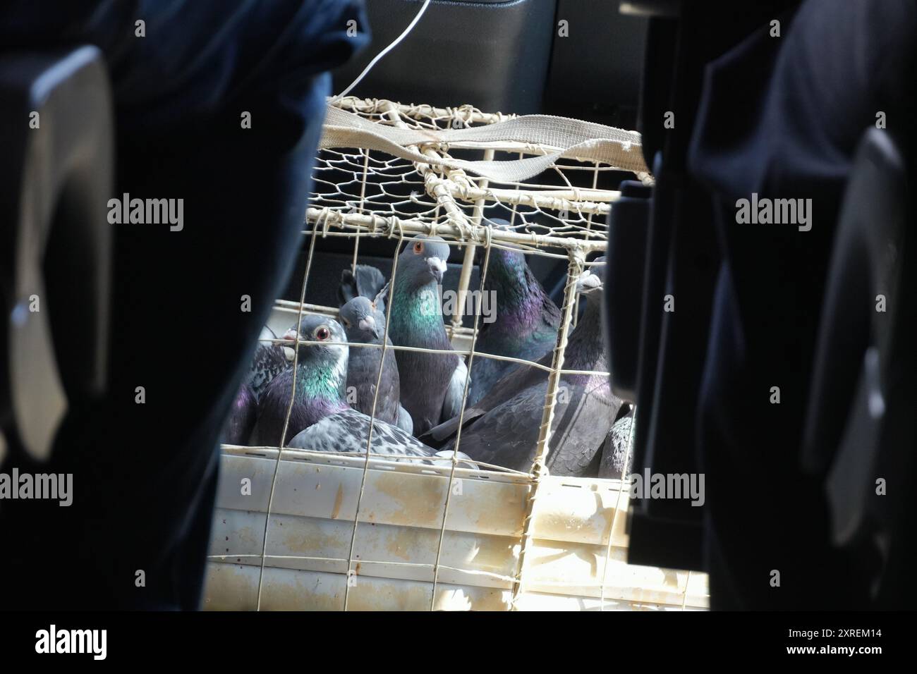 Animal transport cage hi-res stock photography and images - Alamy