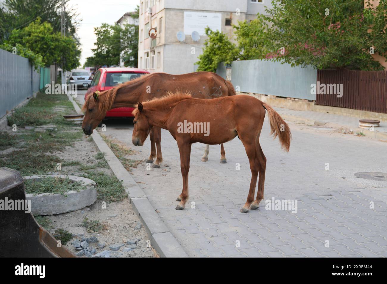 Sulina city hi-res stock photography and images - Alamy