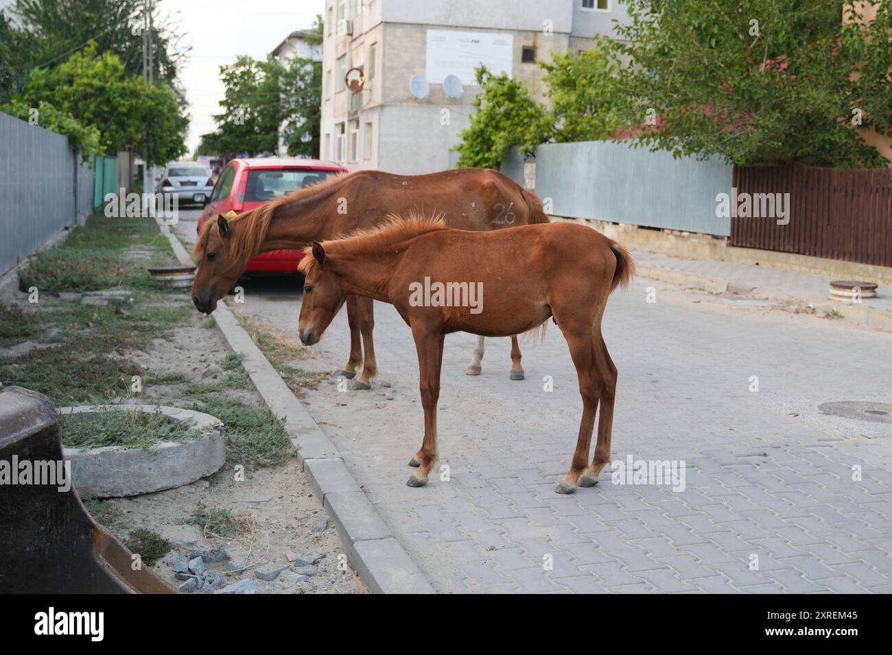 Wild Horses Roaming the Streets of Sulina, Romania Stock Photo - Alamy