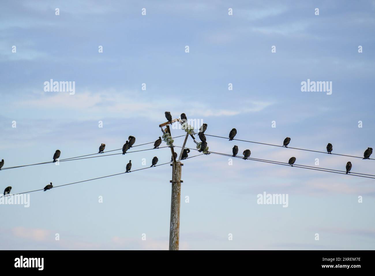 Birds Perched on Power Lines in Sulina, Romania Stock Photo - Alamy