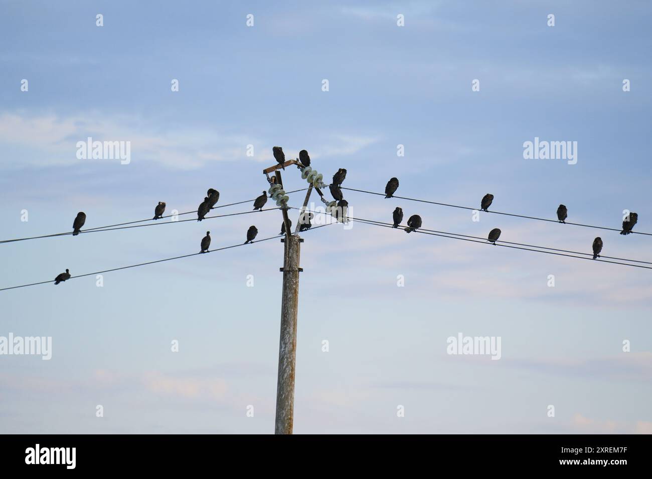 Birds Perched on Power Lines in Sulina, Romania Stock Photo - Alamy