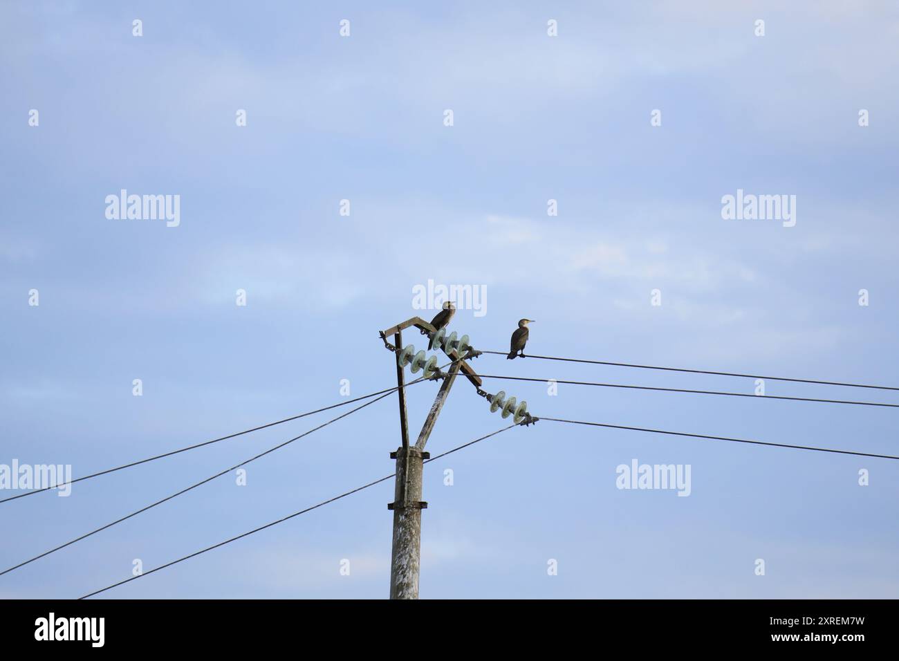Two Birds Perched on Power Lines in Sulina, Romania Stock Photo - Alamy