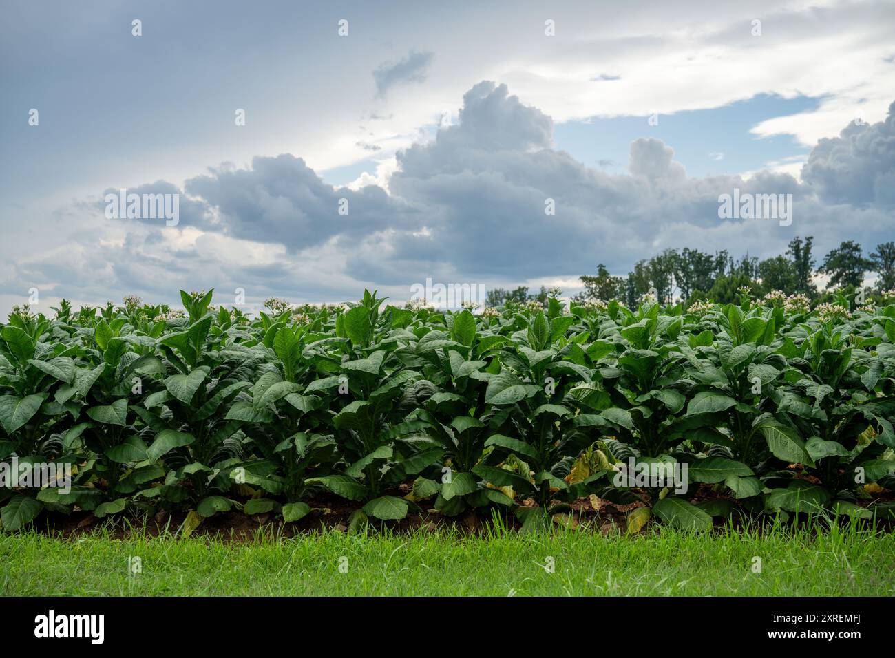 tobacco plants with pink flowers in bloom in virginia Stock Photo - Alamy