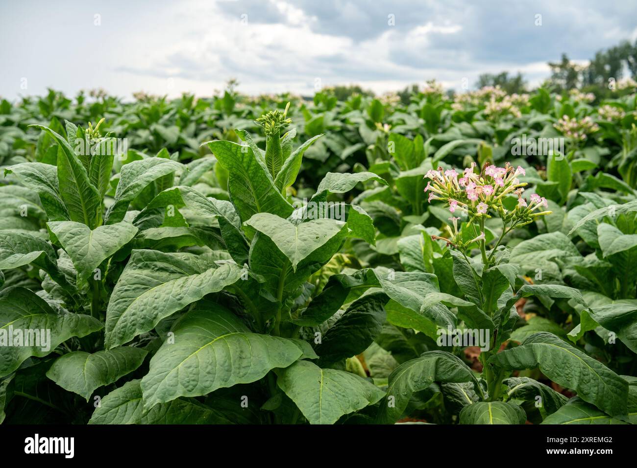 tobacco plants with pink flowers in bloom in virginia Stock Photo - Alamy