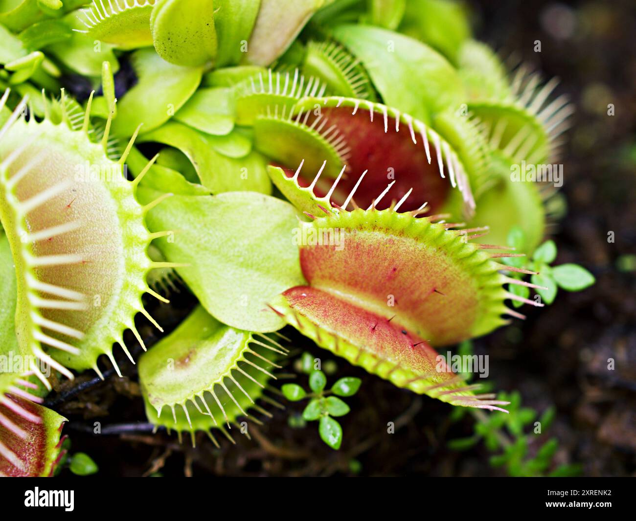 Closeup Venus flytrap ,Insectivorous plants ,Low Giant ,Dionaea muscipula ,needle-like-teeth ...