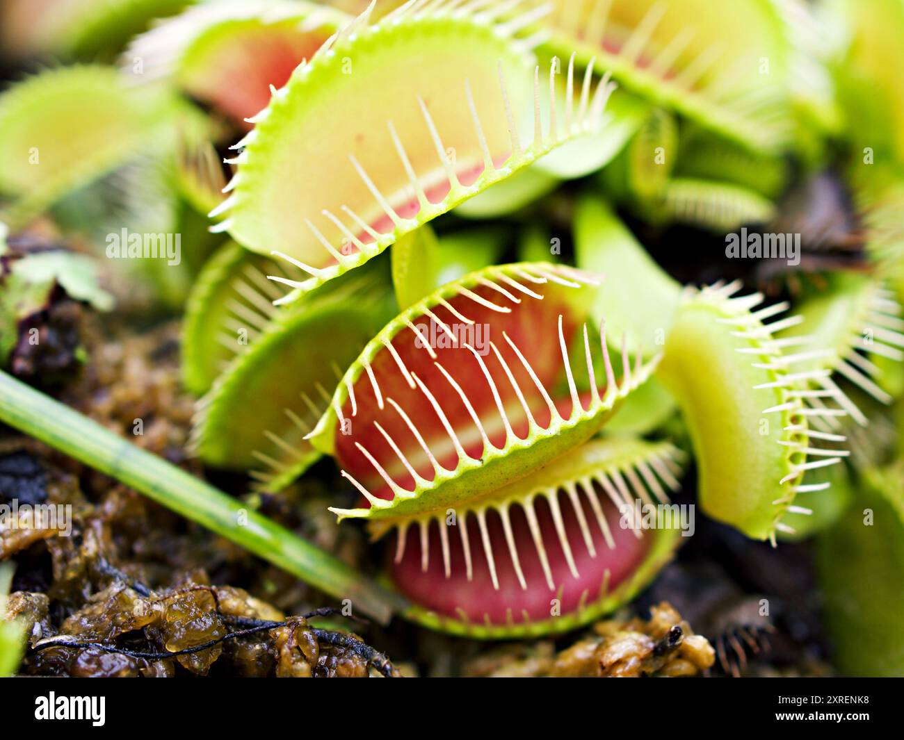 Closeup Venus flytrap ,Insectivorous plants ,Low Giant ,Dionaea ...