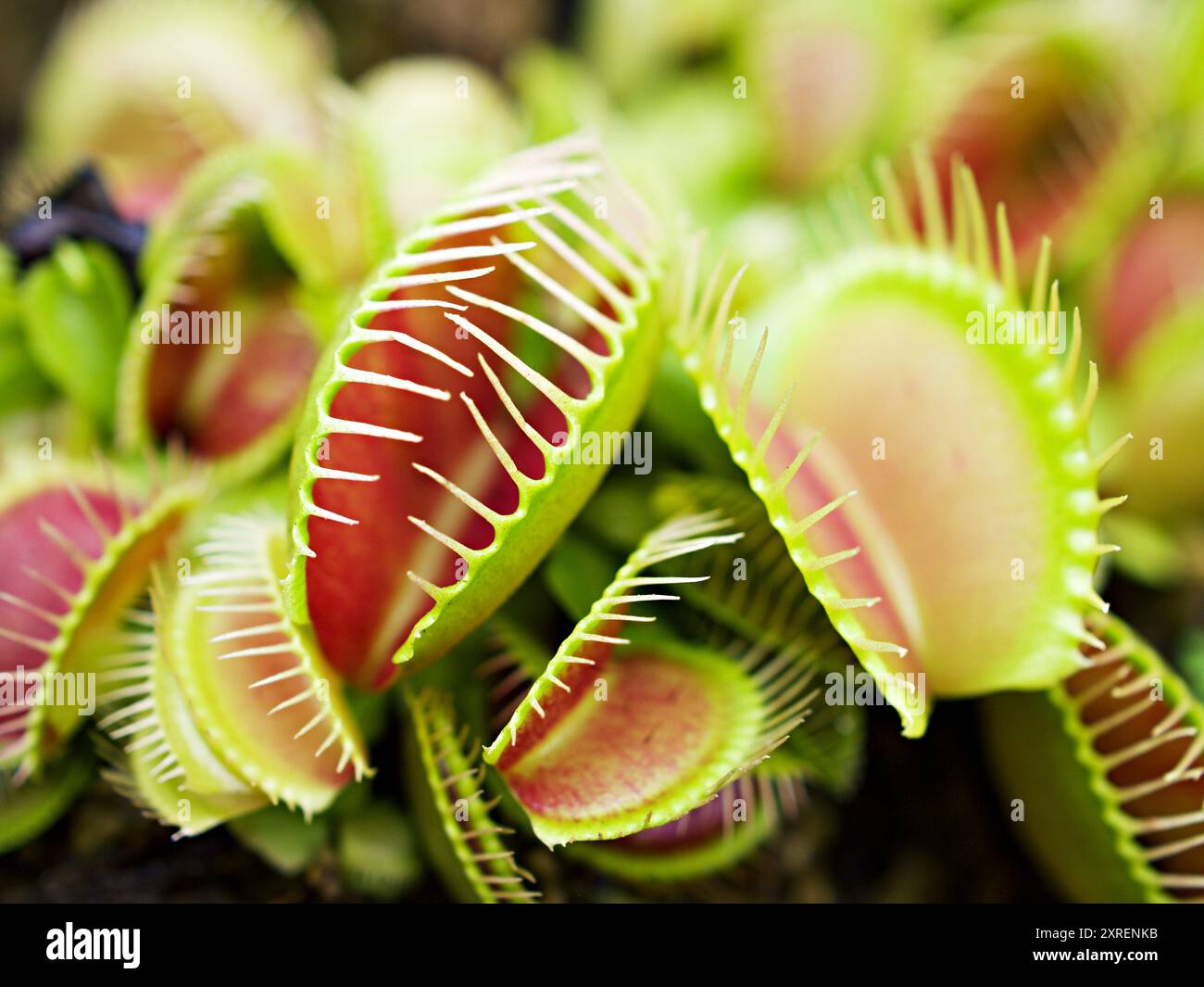 Closeup Venus flytrap ,Insectivorous plants ,Low Giant ,Dionaea ...