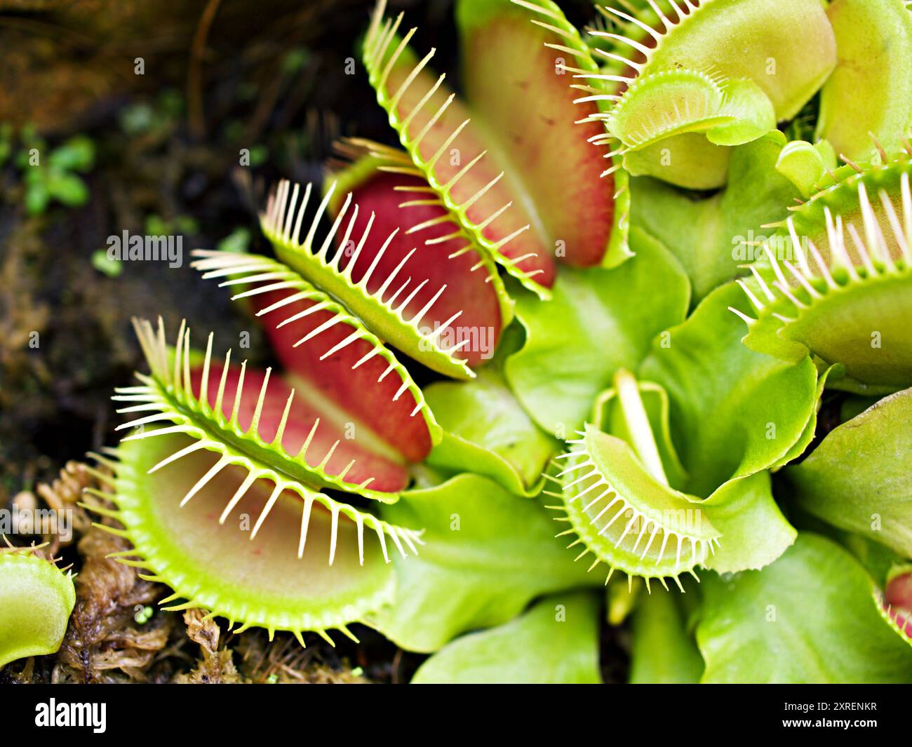 Closeup Venus flytrap ,Insectivorous plants ,Low Giant ,Dionaea ...