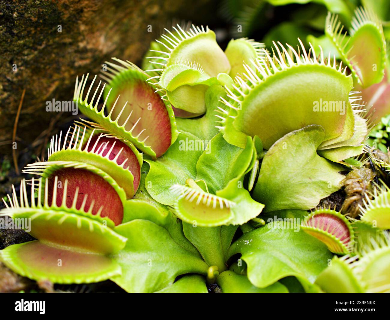 Closeup Venus flytrap ,Insectivorous plants ,Low Giant ,Dionaea muscipula ,needle-like-teeth ...
