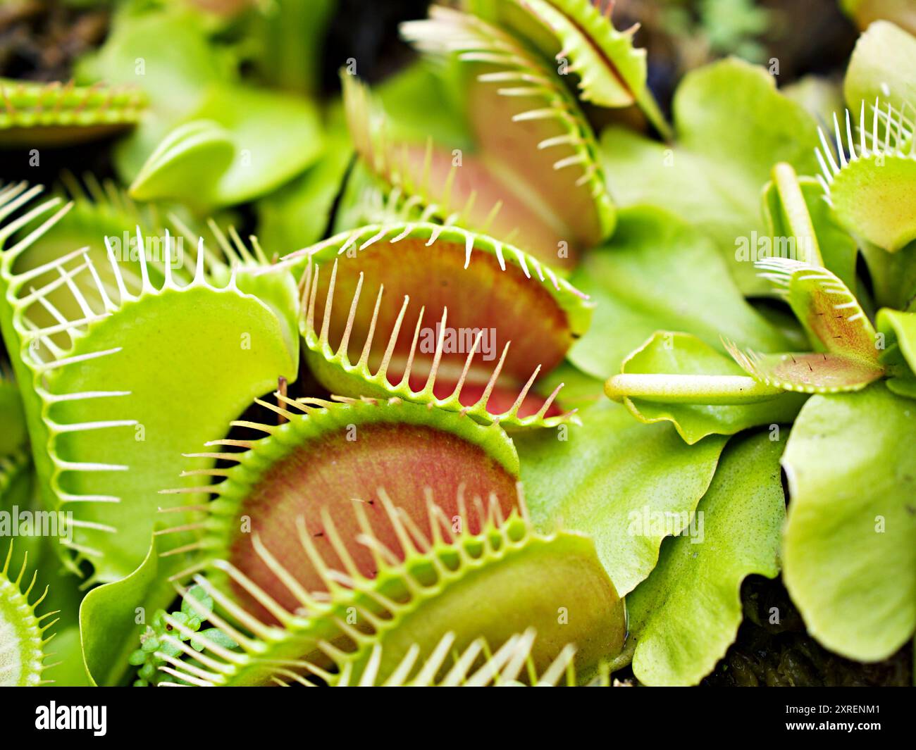 Closeup Venus flytrap ,Insectivorous plants ,Low Giant ,Dionaea ...